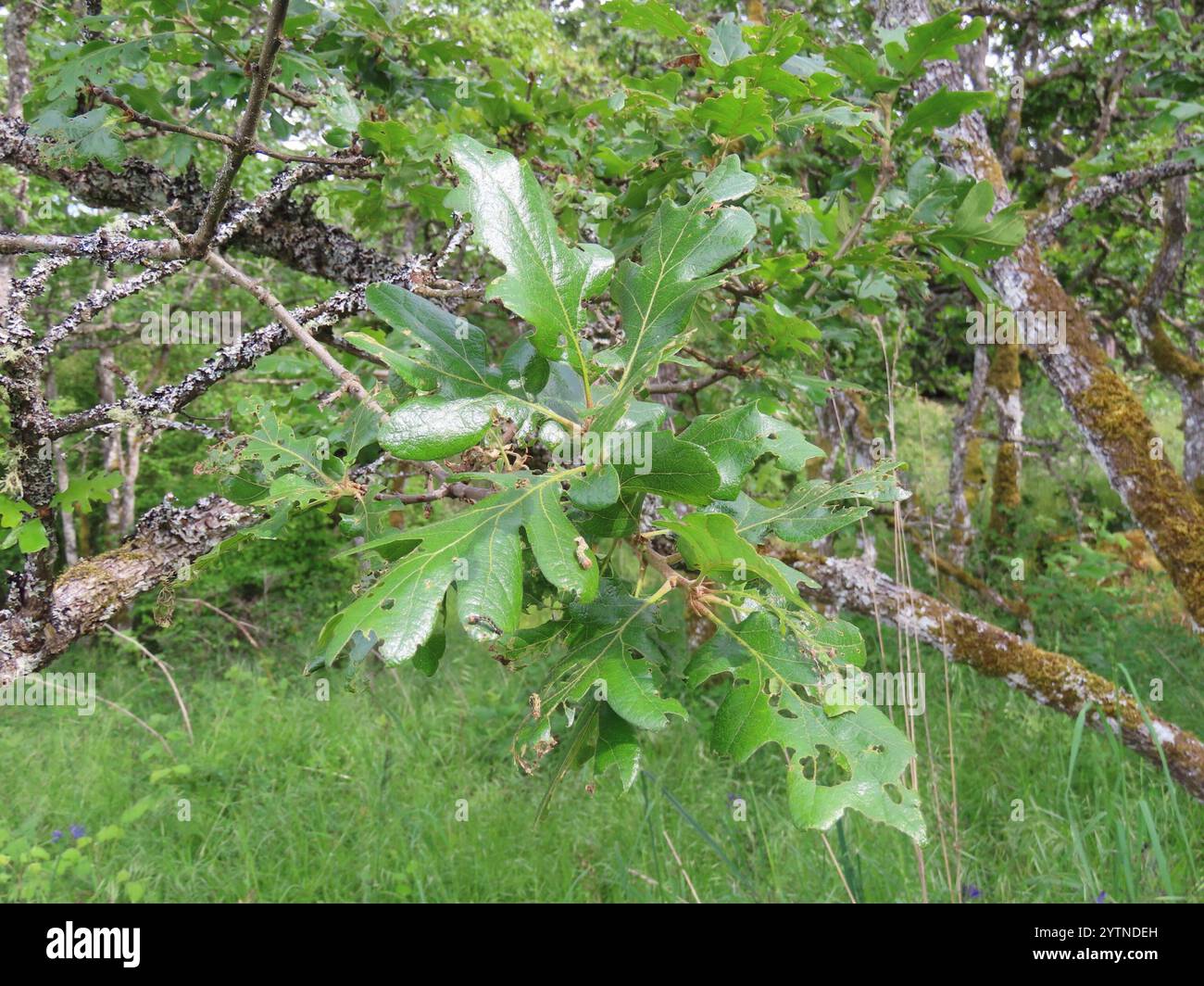 Oregon oak (Quercus garryana Stock Photo - Alamy