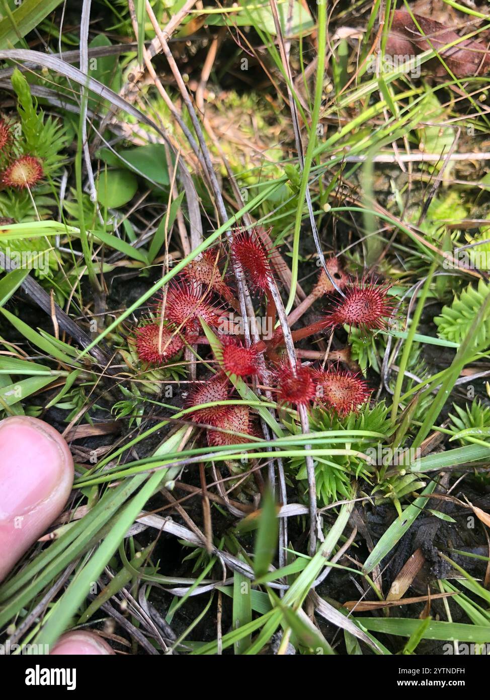 Pink Sundew (Drosera capillaris Stock Photo - Alamy