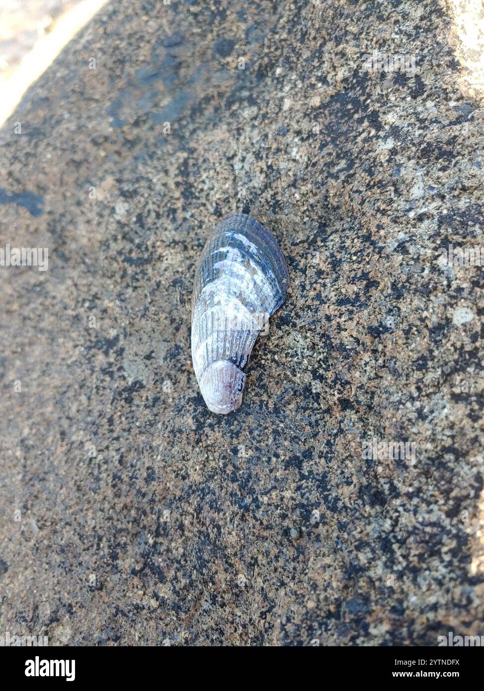 Atlantic Ribbed Mussel (Geukensia demissa Stock Photo - Alamy