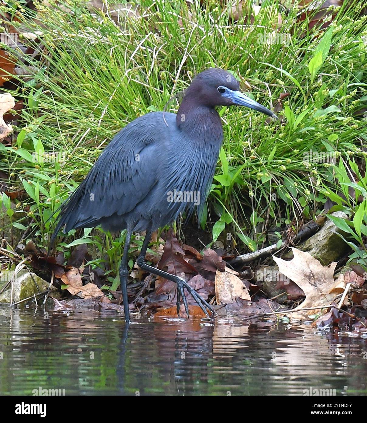 Little Blue Heron (Egretta caerulea Stock Photo - Alamy