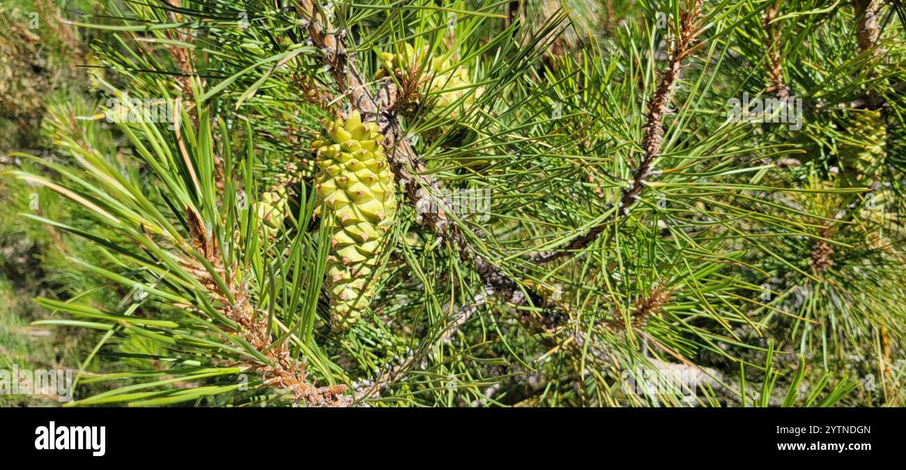 knobcone pine (Pinus attenuata Stock Photo - Alamy
