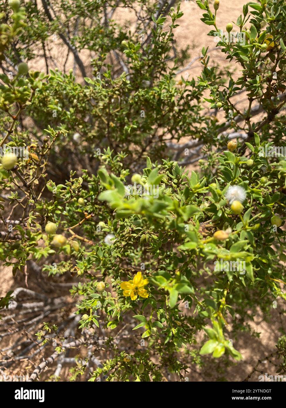 Creosote Bush (Larrea tridentata Stock Photo - Alamy
