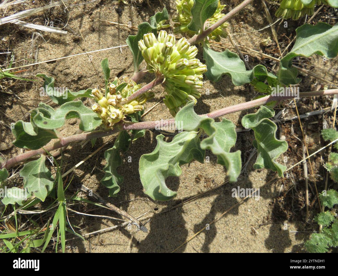 green comet milkweed (Asclepias viridiflora Stock Photo - Alamy