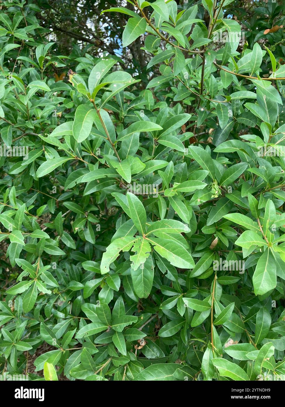swamp laurel oak (Quercus laurifolia Stock Photo - Alamy