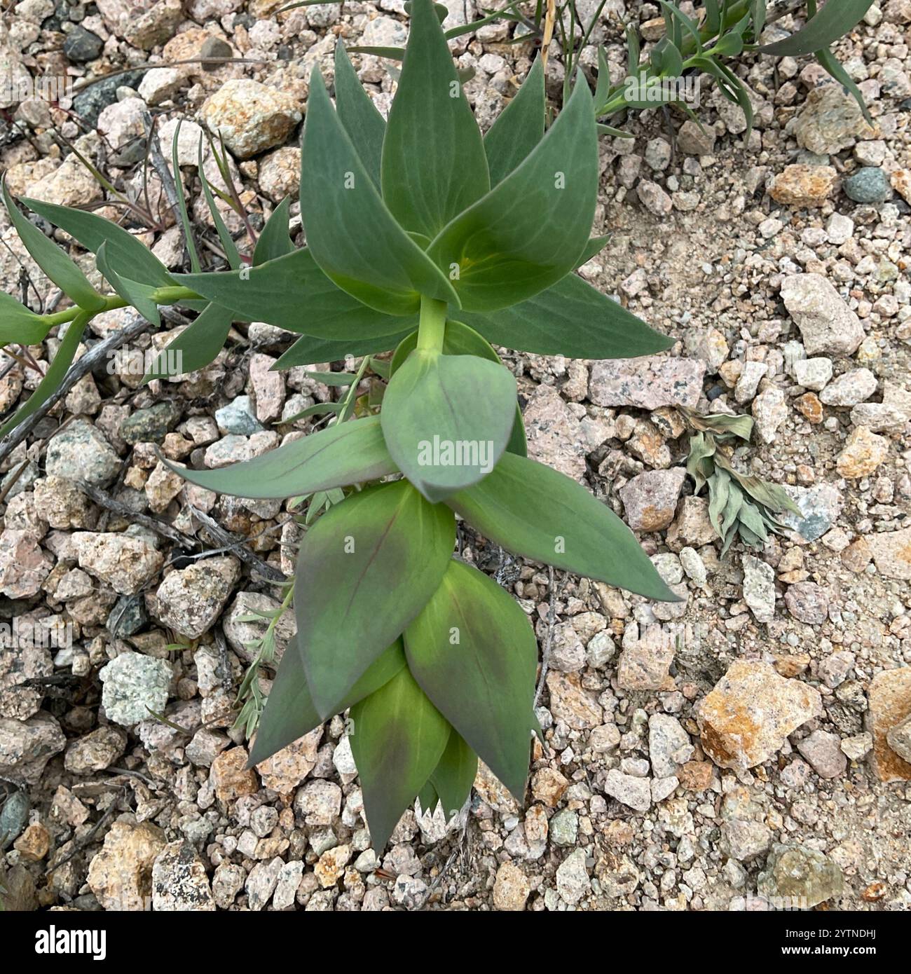 Balkan toadflax (Linaria dalmatica Stock Photo - Alamy