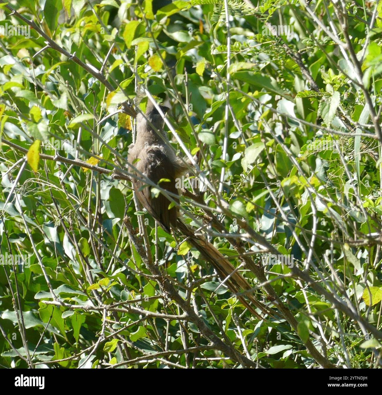 Speckled Mousebird (Colius striatus Stock Photo - Alamy