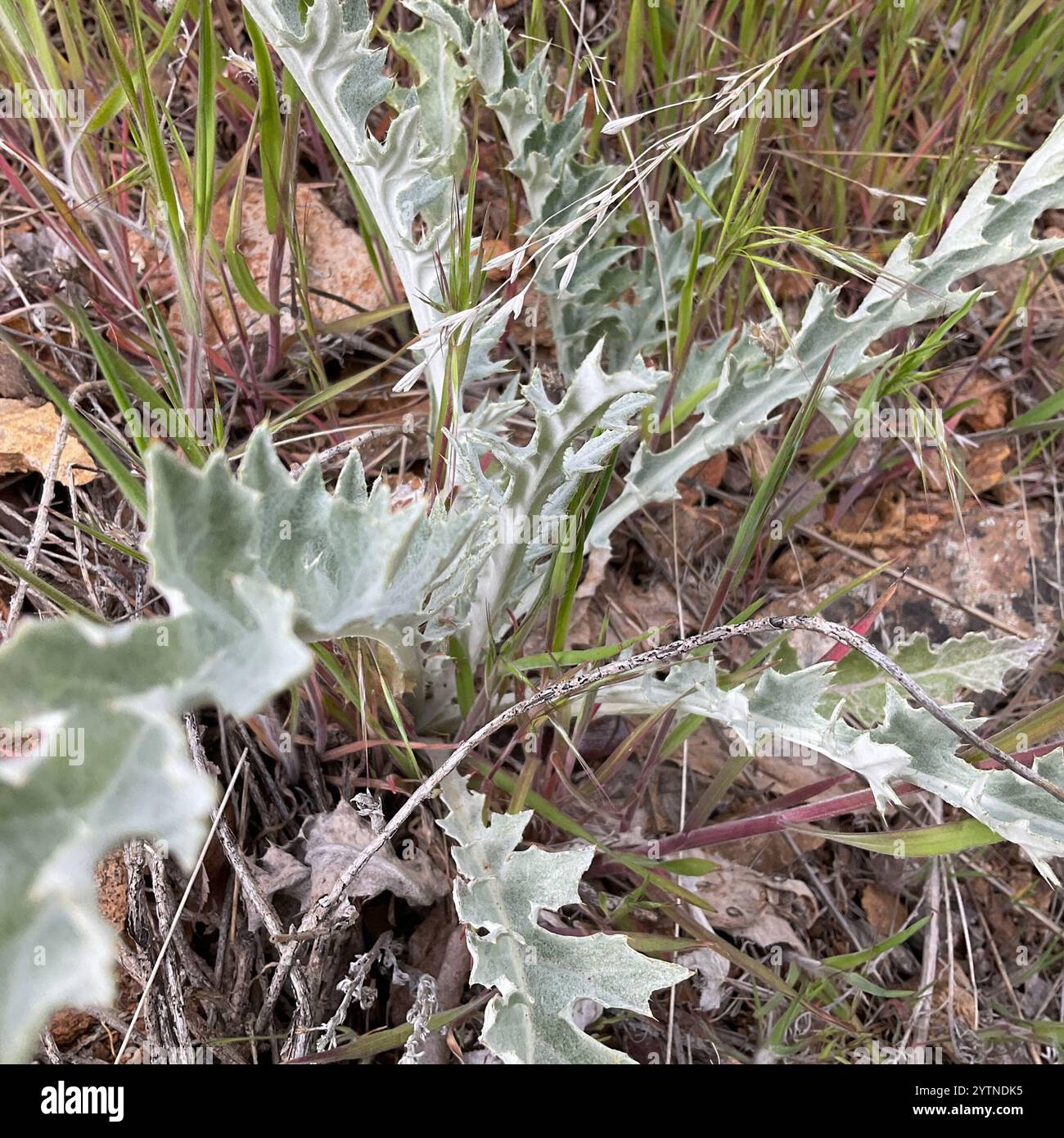 wavyleaf thistle (Cirsium undulatum Stock Photo - Alamy