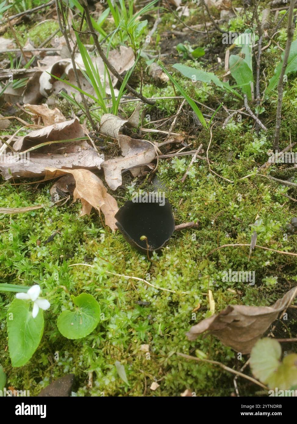devil's urn (Urnula craterium Stock Photo - Alamy