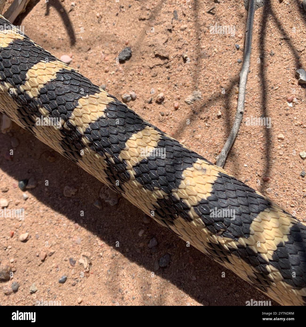 Sonoran gopher snake pituophis catenifer affinis hi-res stock ...