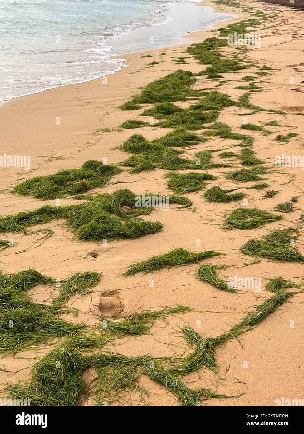 Syringodium filiforme hi-res stock photography and images - Alamy