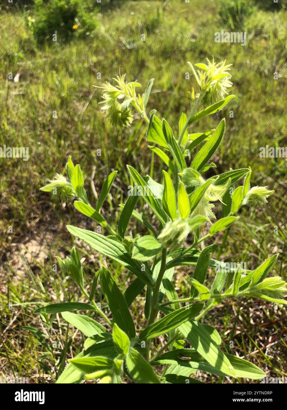 Marbleseed hi-res stock photography and images - Alamy