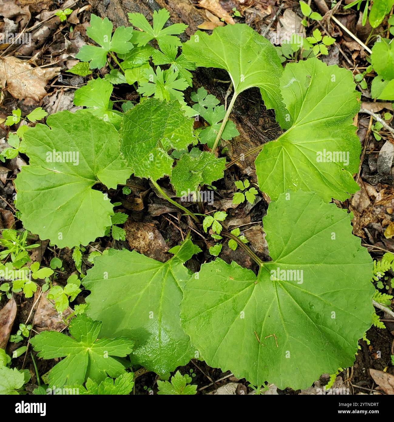 Great Indian Plantain (Arnoglossum reniforme Stock Photo - Alamy