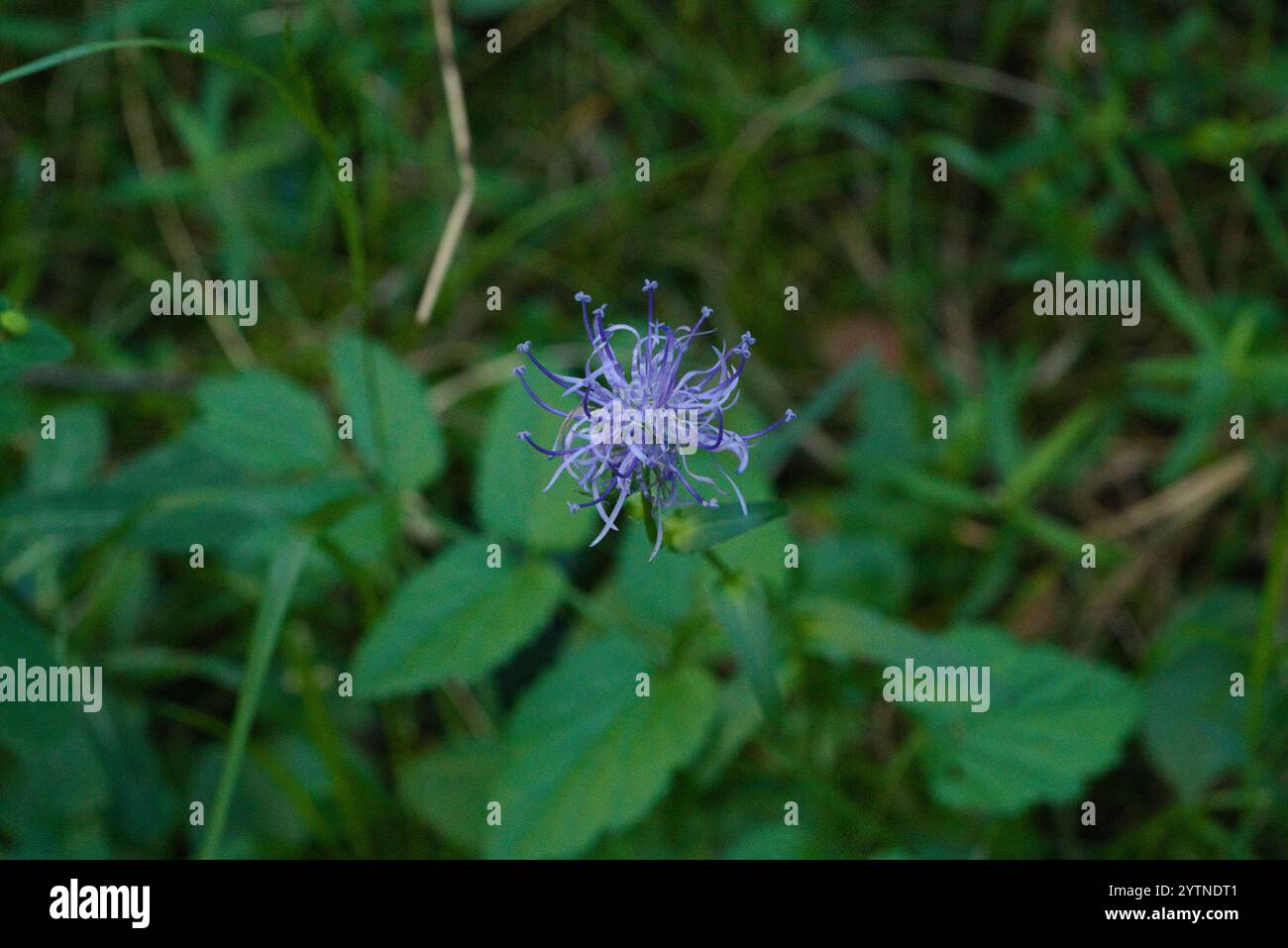 Round-headed Rampion (Phyteuma orbiculare Stock Photo - Alamy
