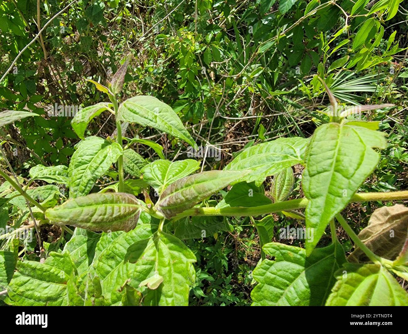 Siam weed (Chromolaena odorata Stock Photo - Alamy