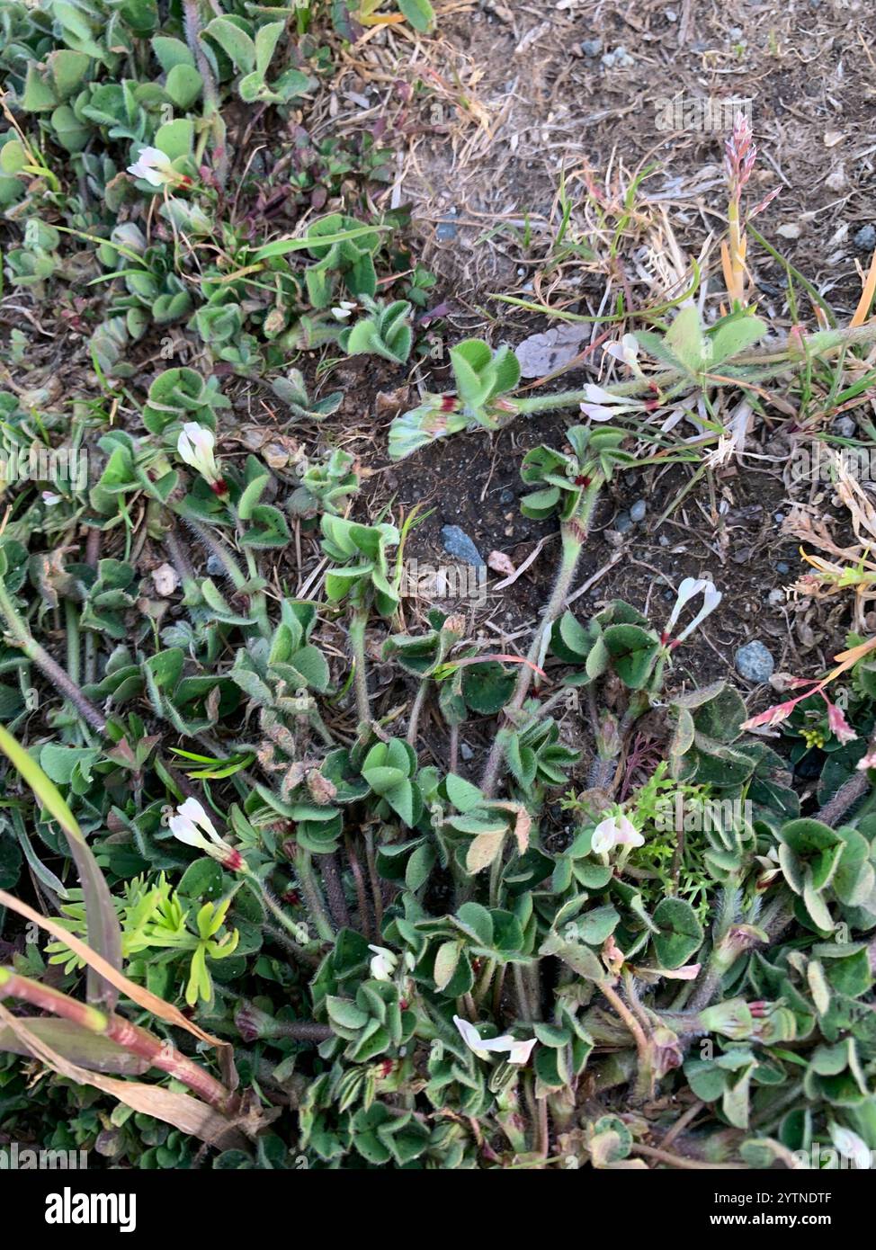 Subterranean Clover (Trifolium subterraneum Stock Photo - Alamy