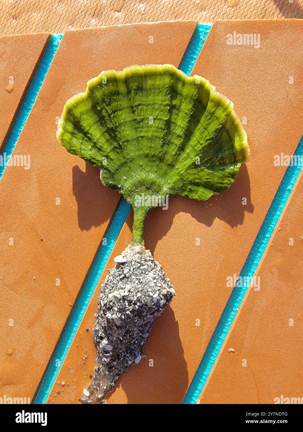 mermaid's-fan alga (Udotea flabellum Stock Photo - Alamy