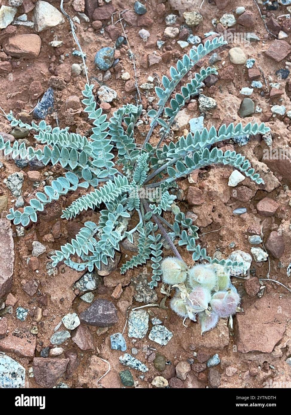 Woolly Locoweed (Astragalus mollissimus Stock Photo - Alamy