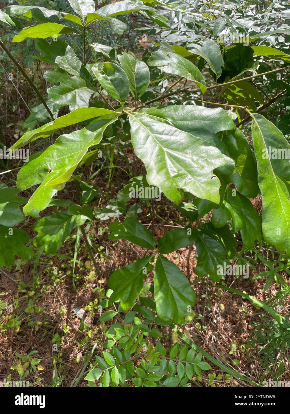 southern red oak (Quercus falcata Stock Photo - Alamy