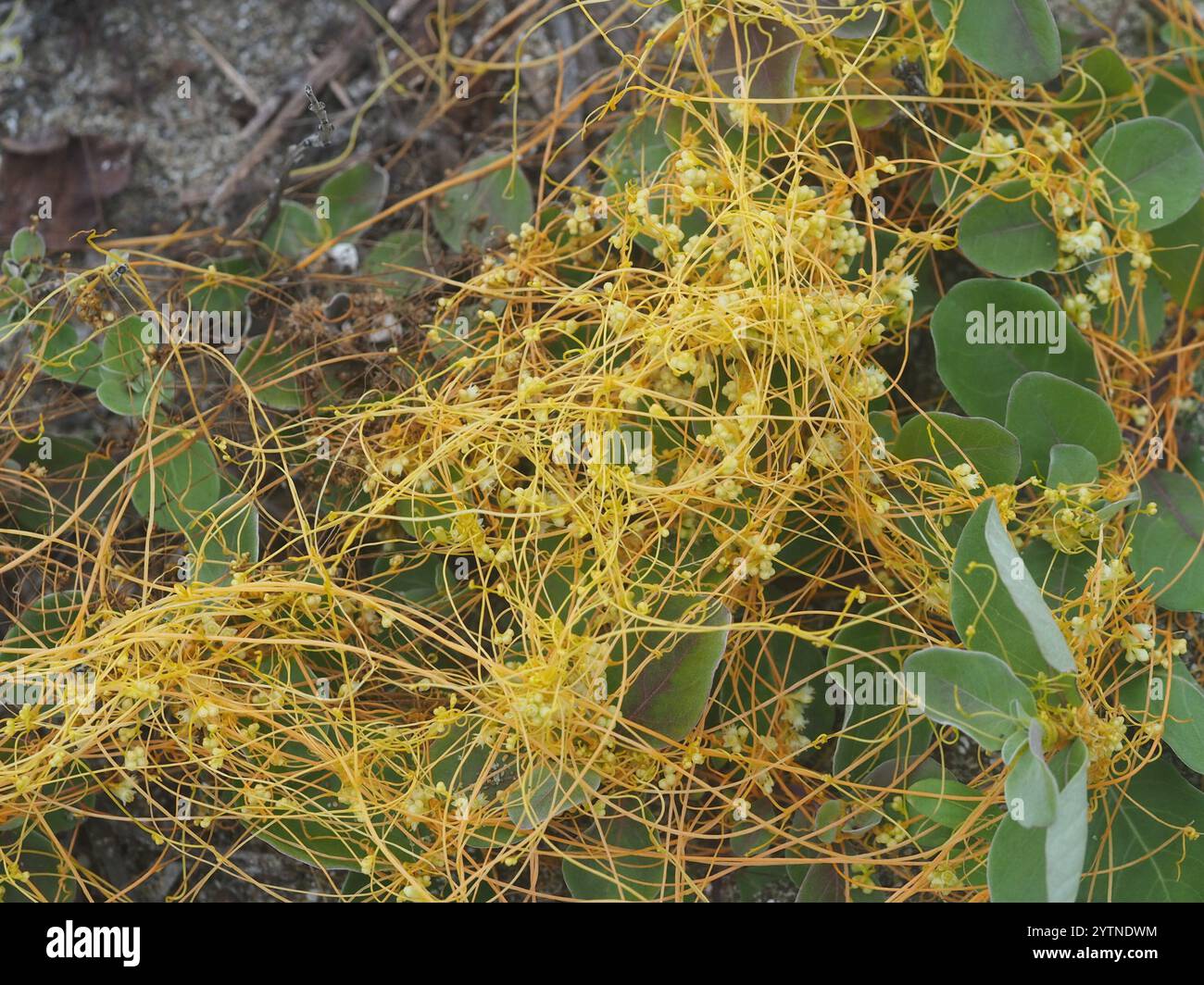 Field Dodder (Cuscuta campestris Stock Photo - Alamy