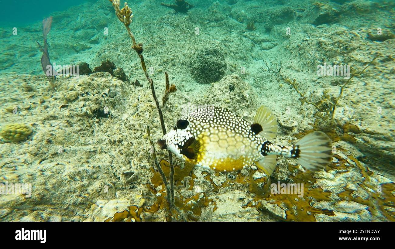 Smooth Trunkfish (Lactophrys triqueter Stock Photo - Alamy