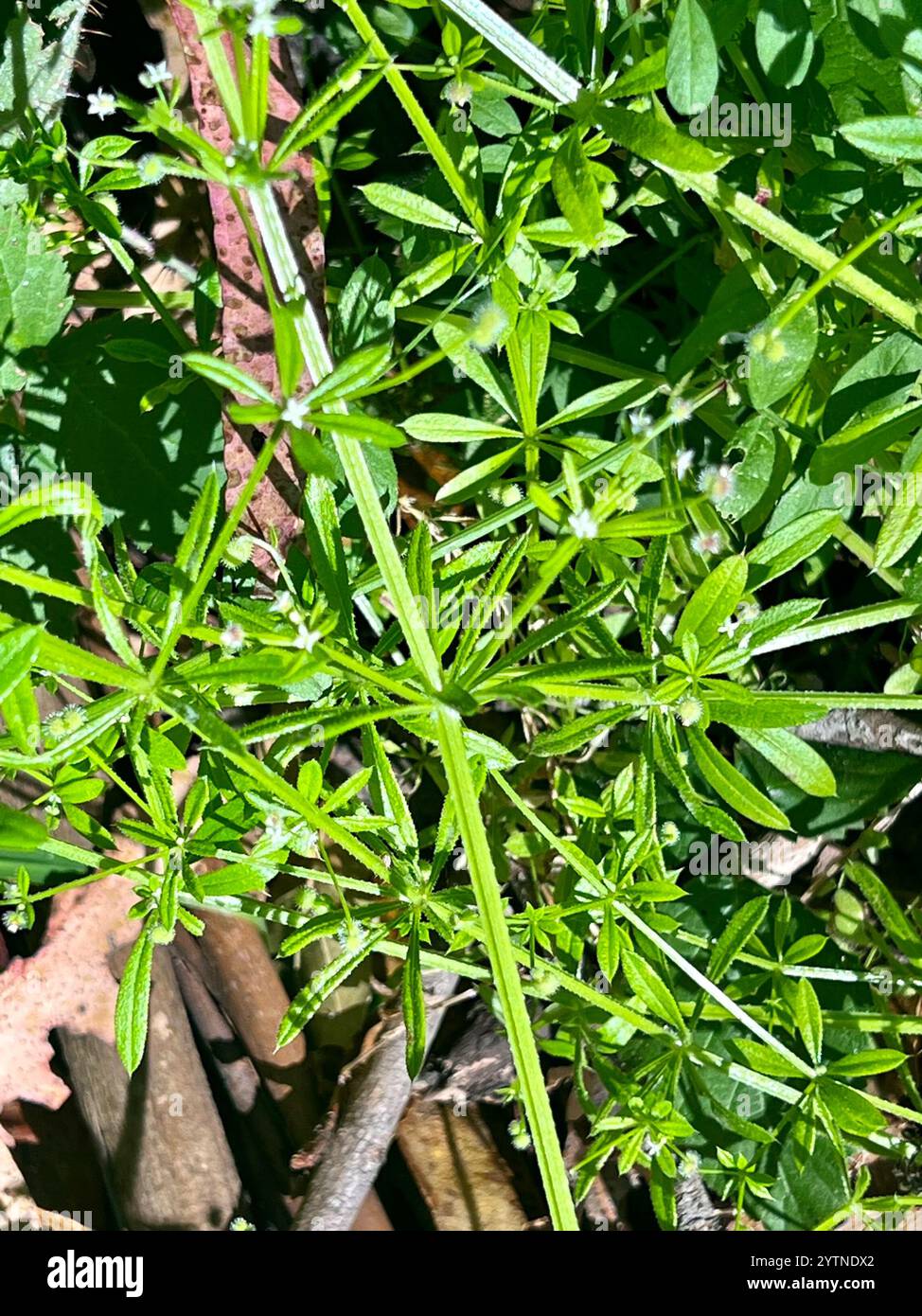 catchweed bedstraw (Galium aparine Stock Photo - Alamy