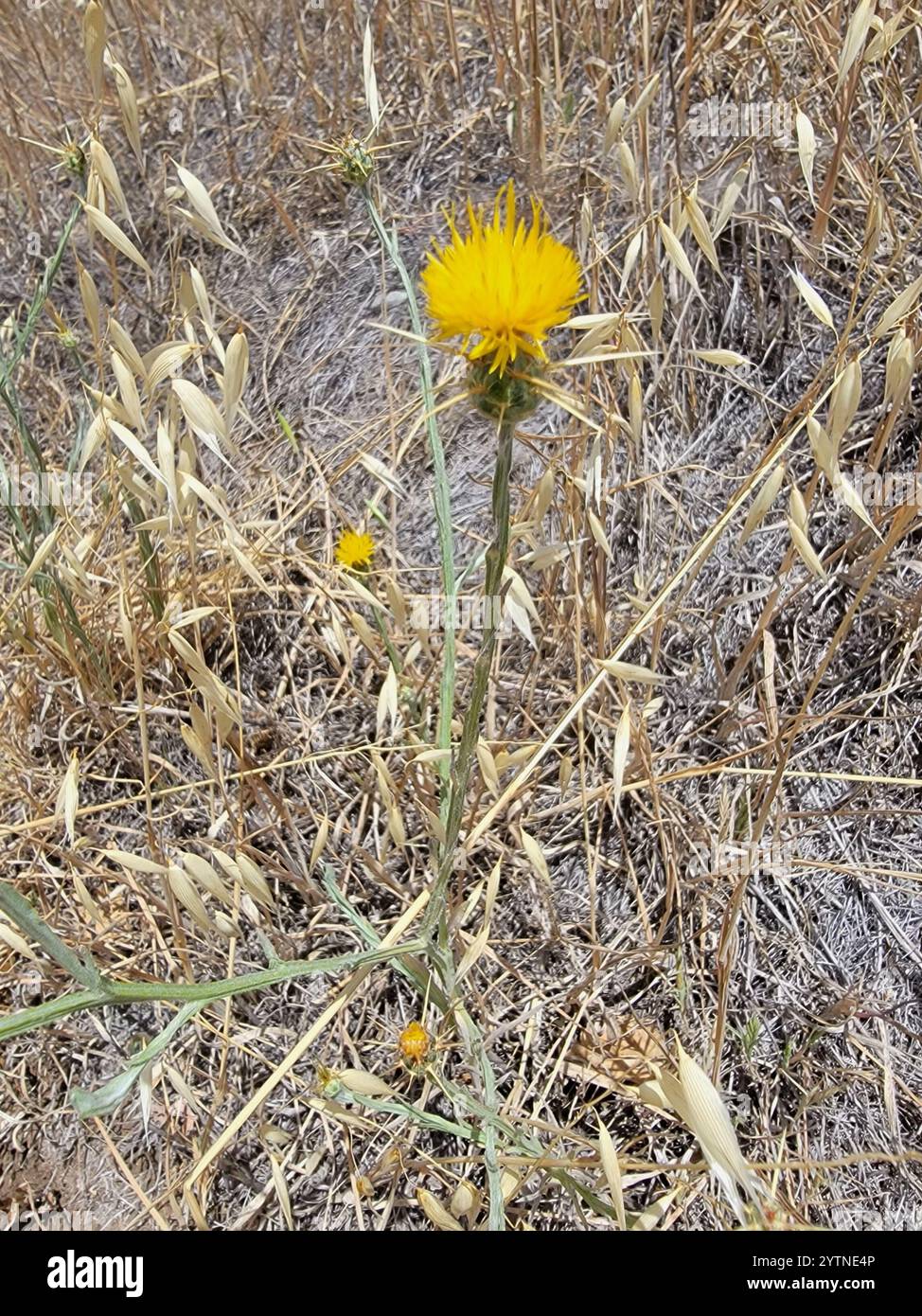 Yellow Star-Thistle (Centaurea solstitialis Stock Photo - Alamy