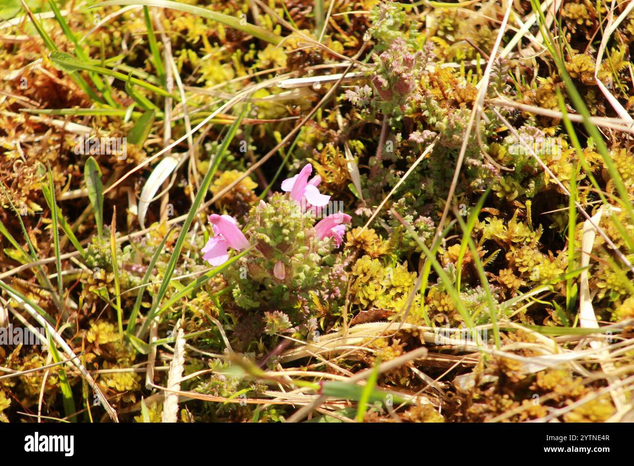Common Lousewort (Pedicularis sylvatica Stock Photo - Alamy