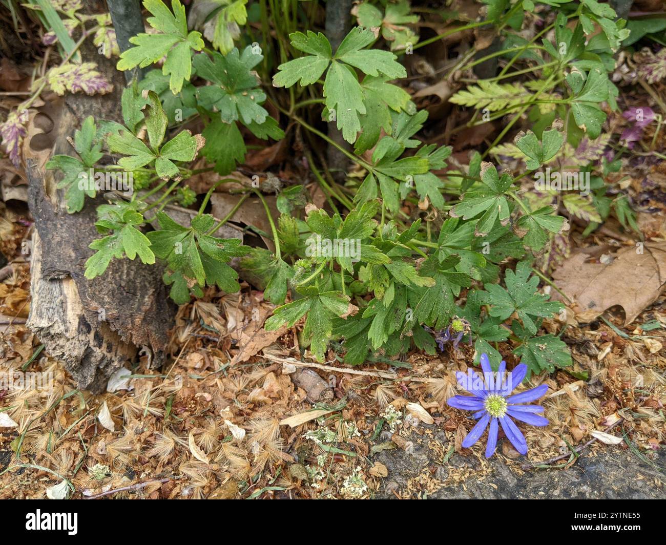 Greek Anemone (Anemonoides blanda Stock Photo - Alamy