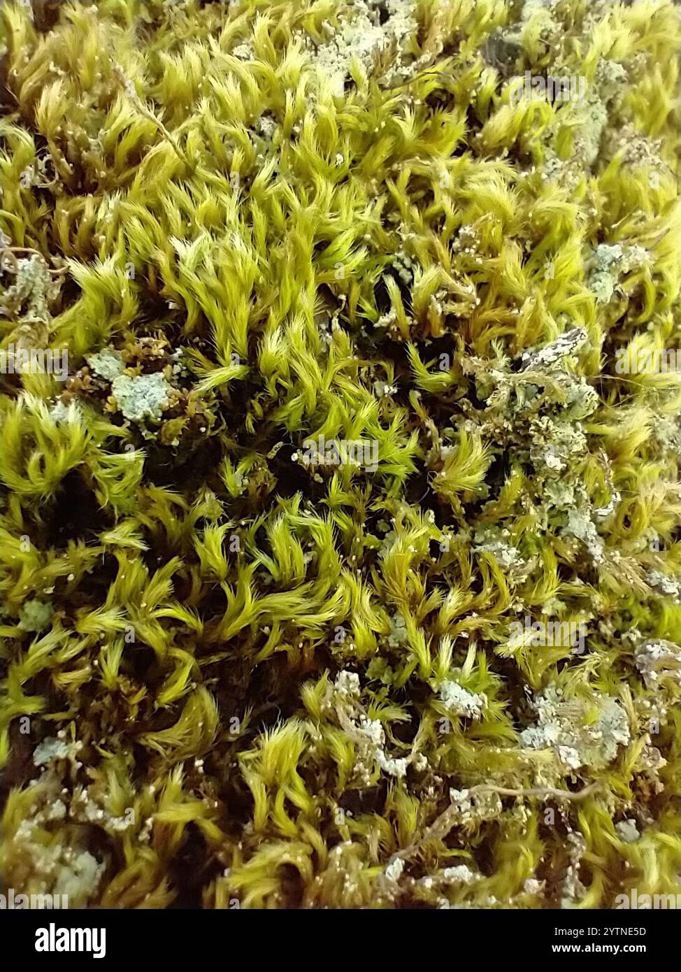 Silky Wall Feather-moss (Homalothecium sericeum Stock Photo - Alamy