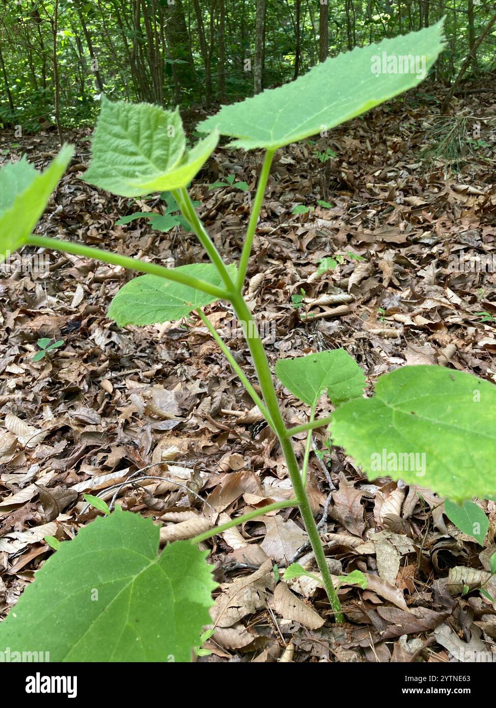 princess tree (Paulownia tomentosa Stock Photo - Alamy