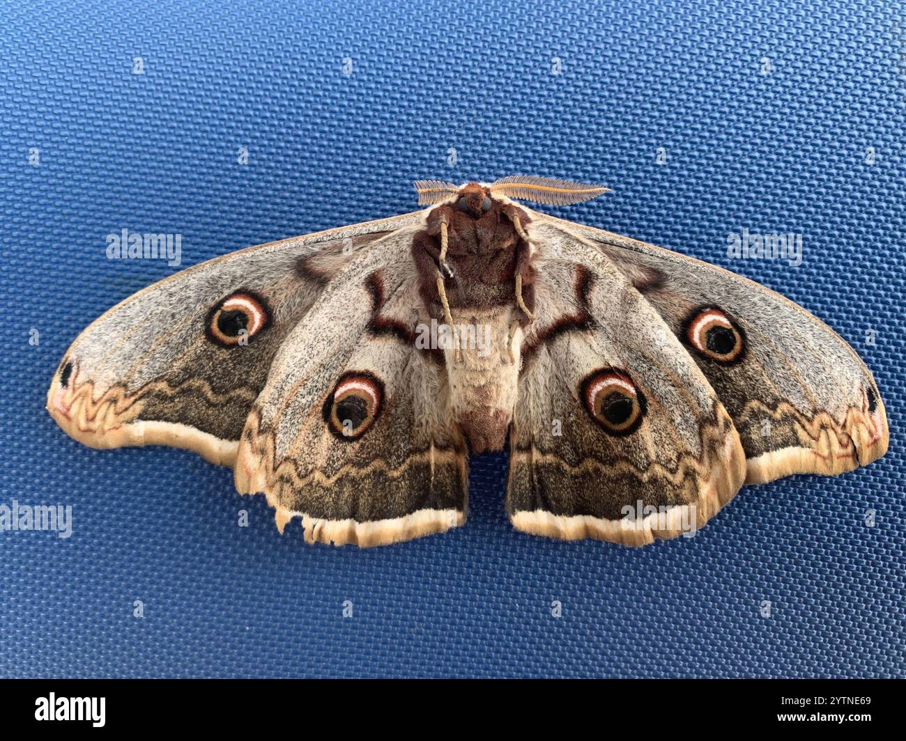 Giant Peacock Moth (Saturnia pyri Stock Photo - Alamy