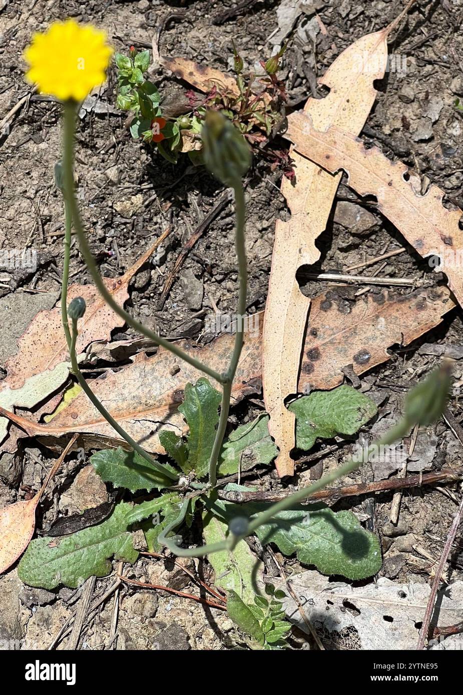 Smooth Cat's Ear (Hypochaeris glabra Stock Photo - Alamy
