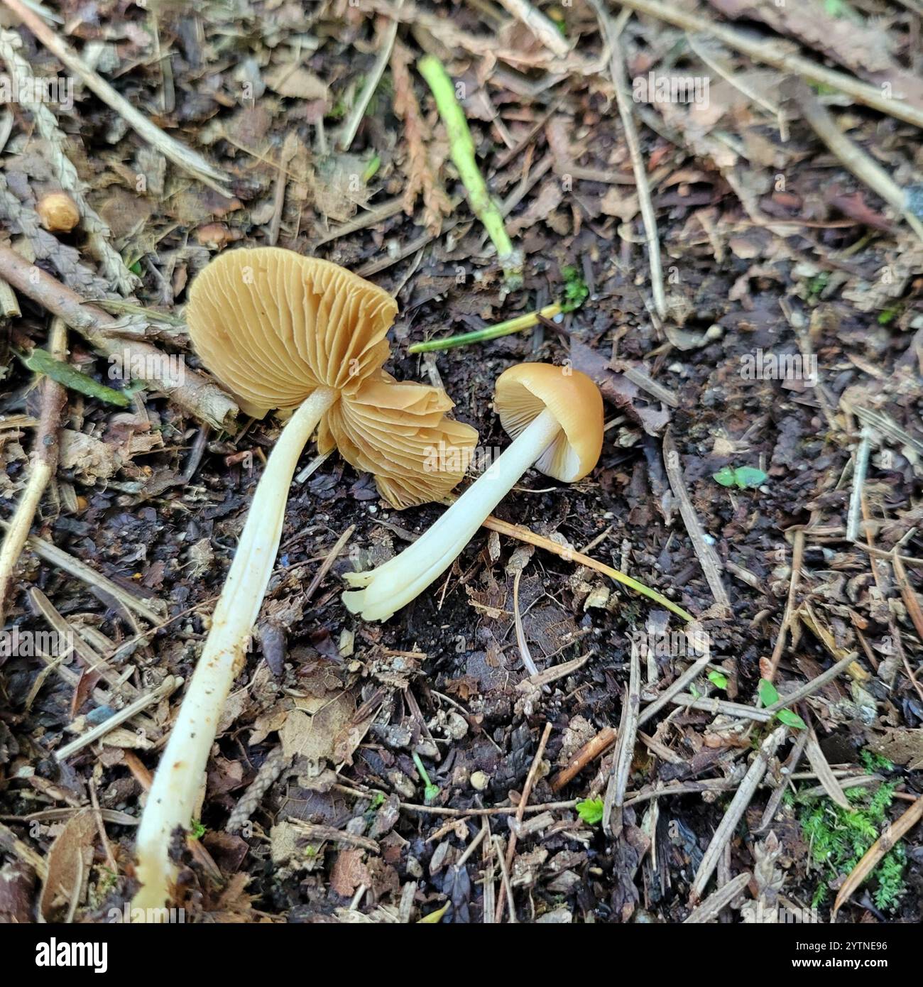 Yellow bolbitius hi-res stock photography and images - Alamy
