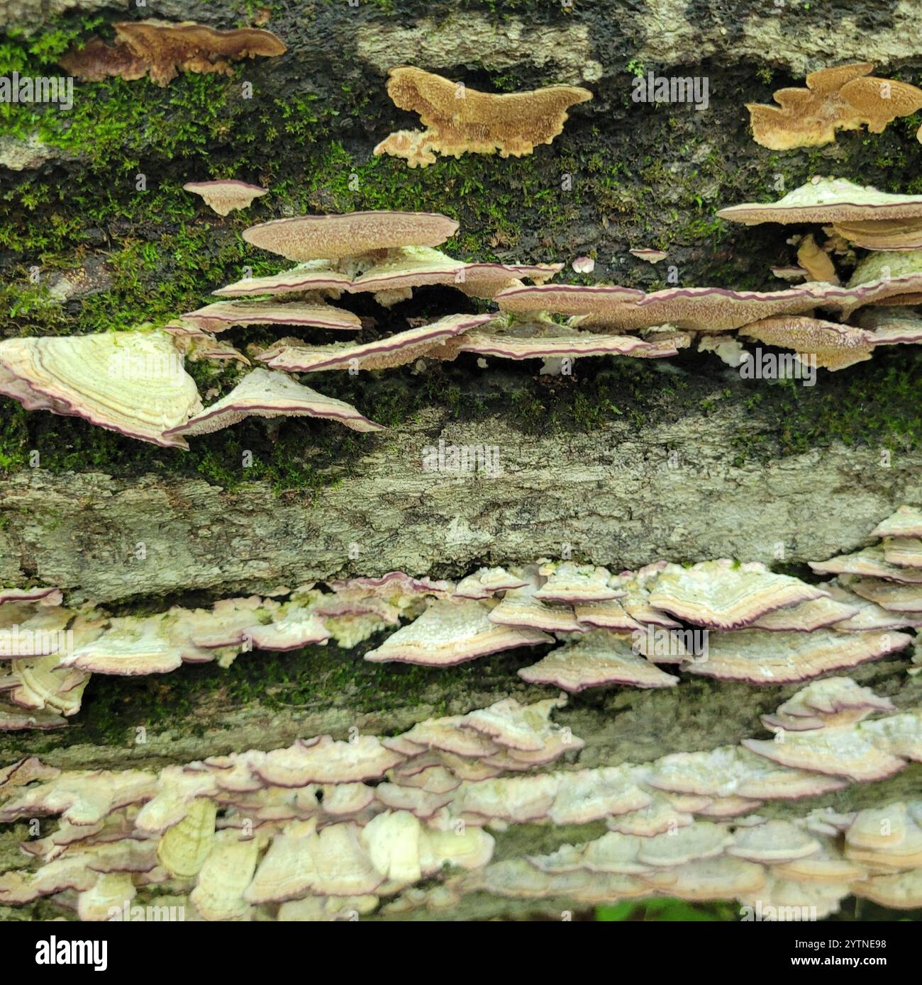 violet-toothed polypore (Trichaptum biforme Stock Photo - Alamy
