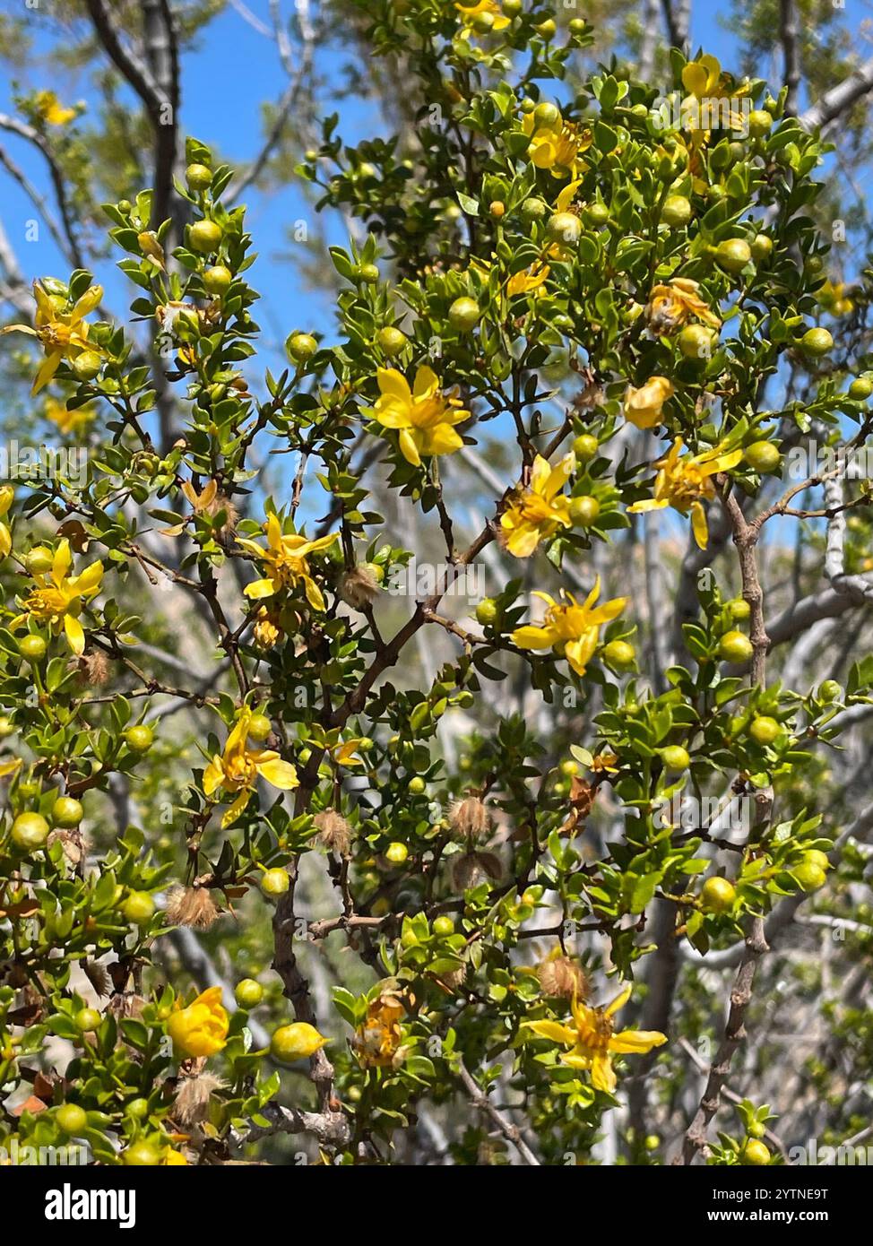 Creosote Bush (Larrea tridentata Stock Photo - Alamy