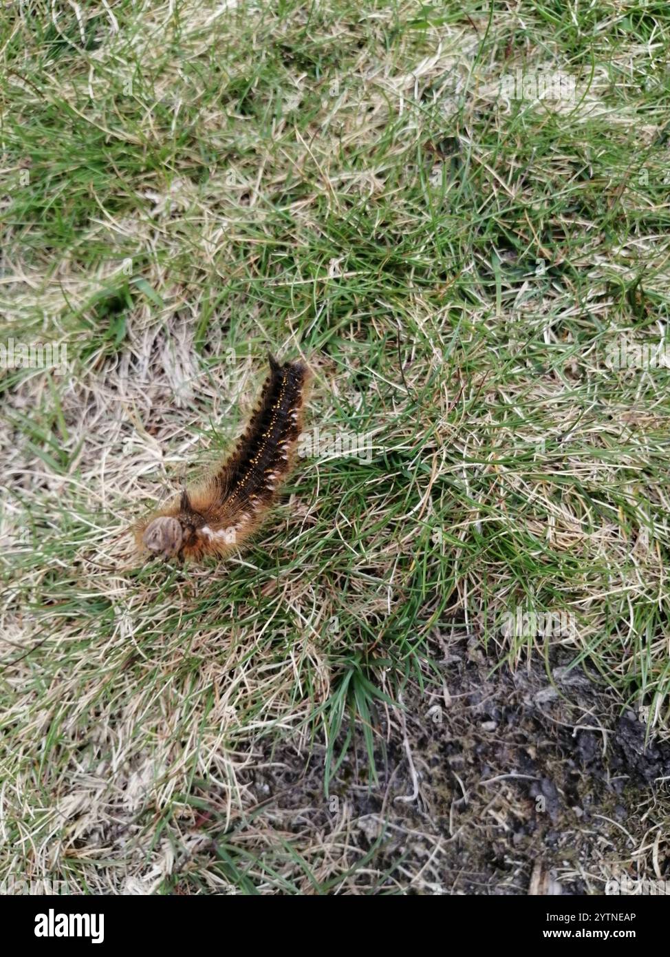 Drinker Moth (Euthrix potatoria Stock Photo - Alamy