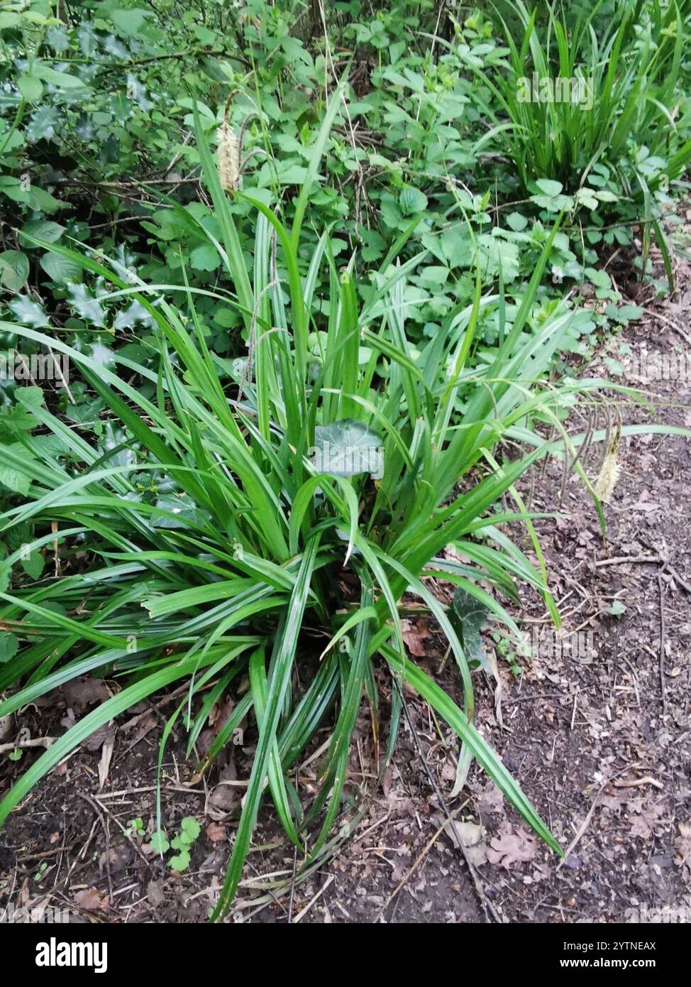 Hanging sedge (Carex pendula Stock Photo - Alamy