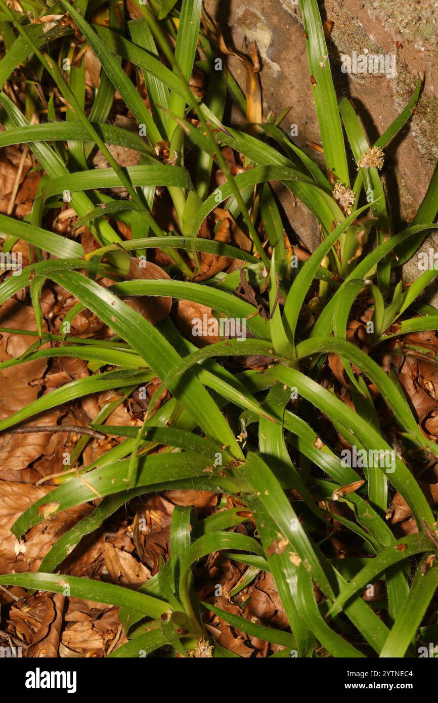 Great Woodrush (Luzula sylvatica Stock Photo - Alamy