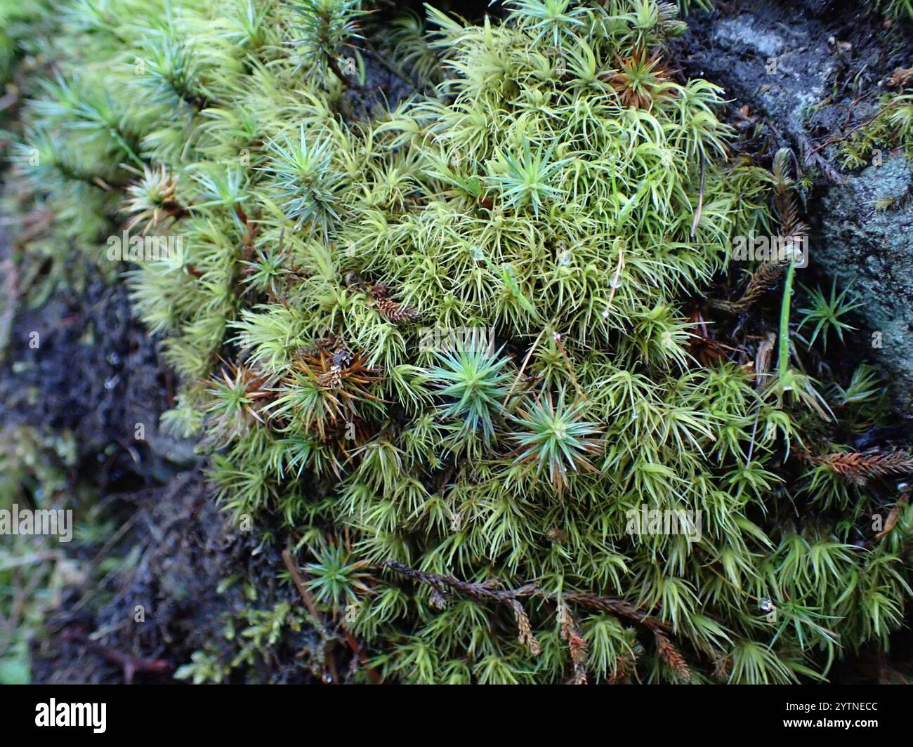 juniper haircap moss (Polytrichum juniperinum Stock Photo - Alamy