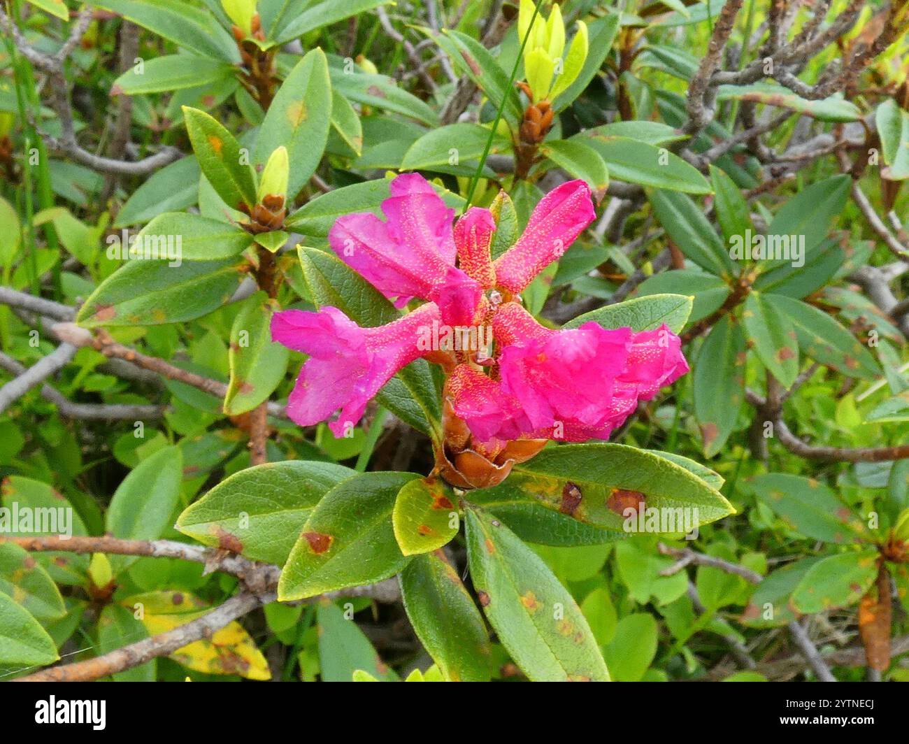 Rusty-leaved Alpenrose (Rhododendron ferrugineum Stock Photo - Alamy