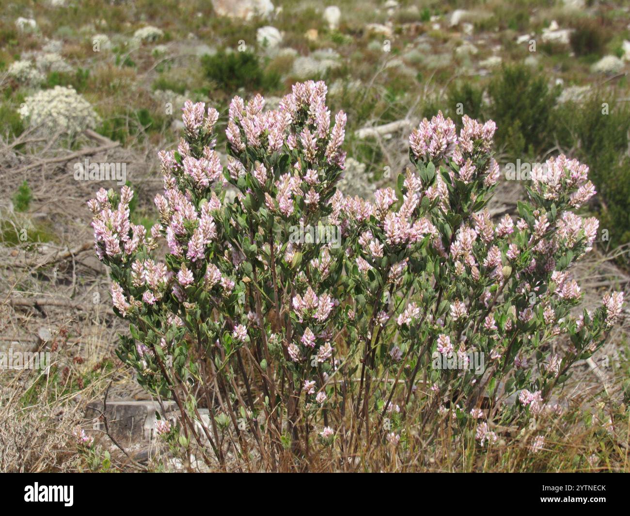 Fire Pea (Indigofera cytisoides Stock Photo - Alamy