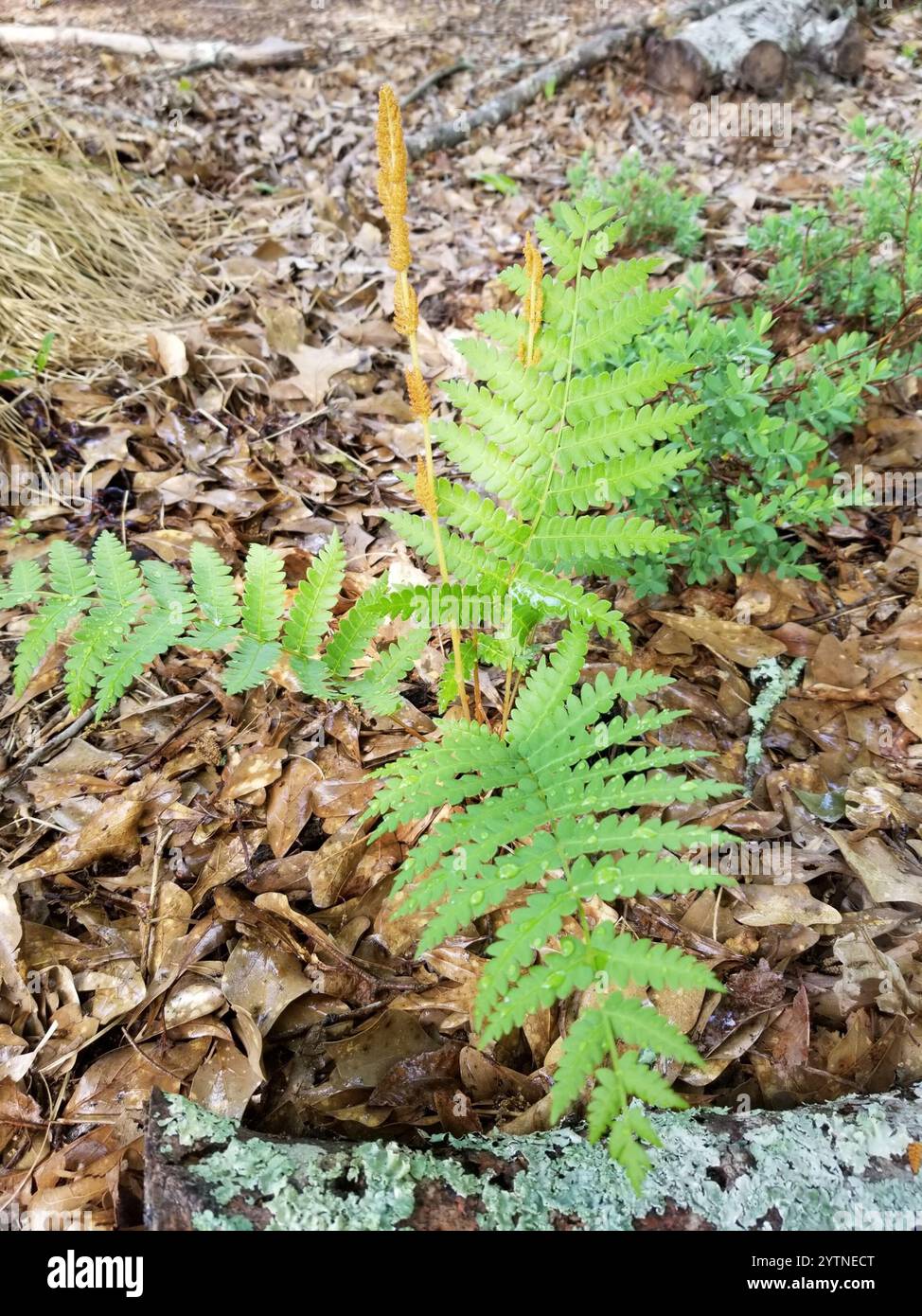 cinnamon fern (Osmundastrum cinnamomeum Stock Photo - Alamy