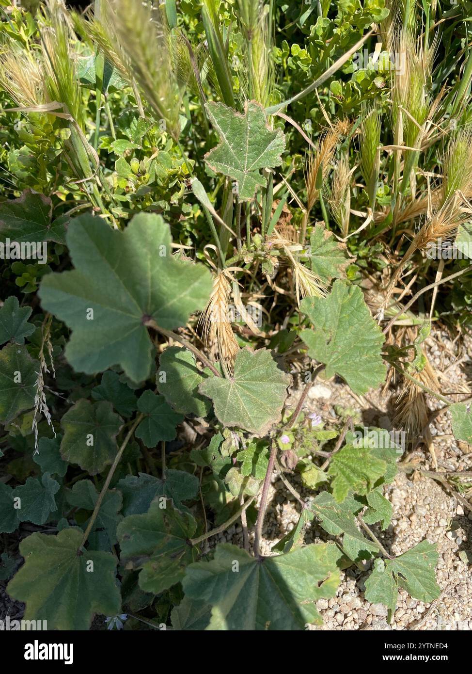 cheeseweed mallow (Malva parviflora Stock Photo - Alamy