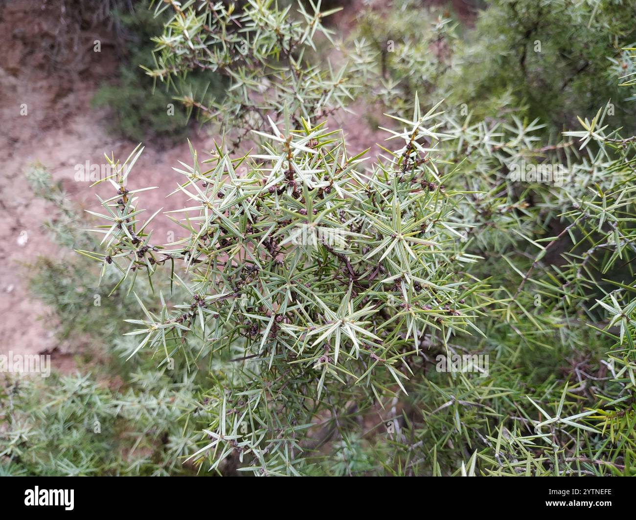 western prickly juniper (Juniperus oxycedrus Stock Photo - Alamy