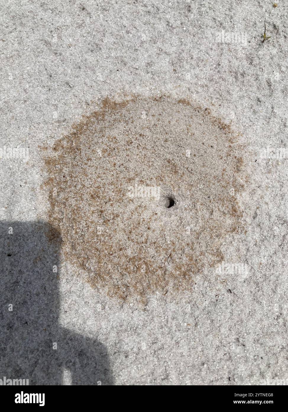 Buren's Pyramid Ant (Dorymyrmex bureni Stock Photo - Alamy