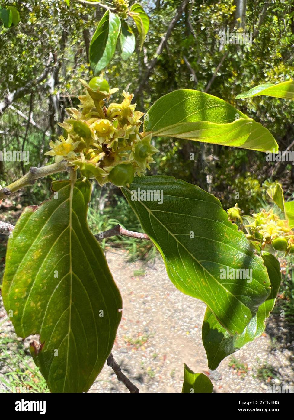 Colubrina arborescens hi-res stock photography and images - Alamy