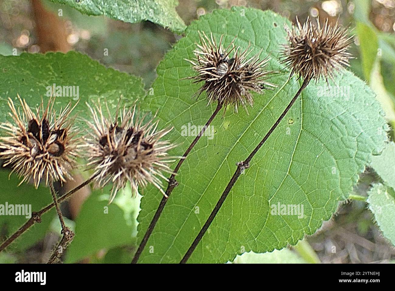 African hemp sparrmannia africana hi-res stock photography and images ...