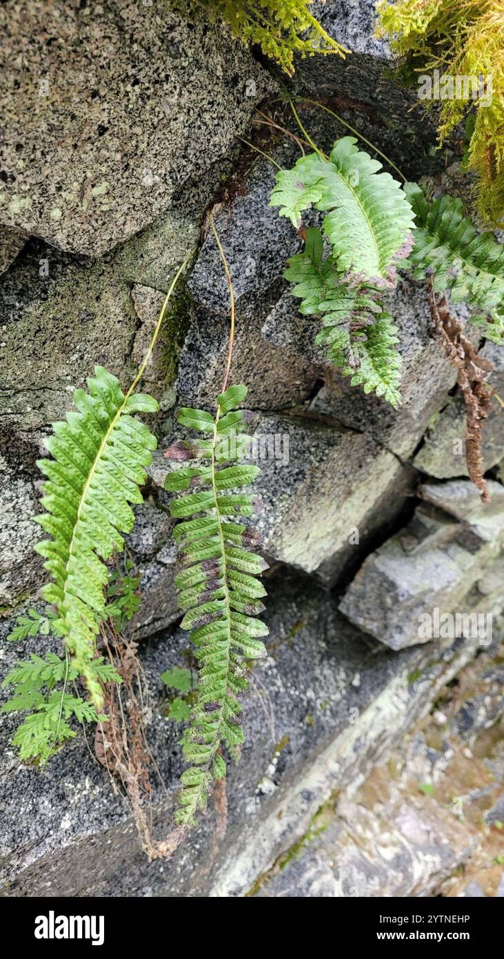 western polypody (Polypodium hesperium Stock Photo - Alamy