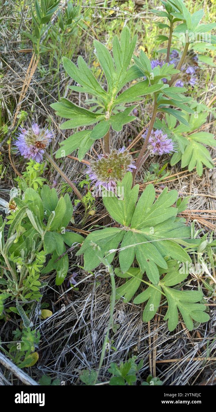 ballhead waterleaf (Hydrophyllum capitatum Stock Photo - Alamy