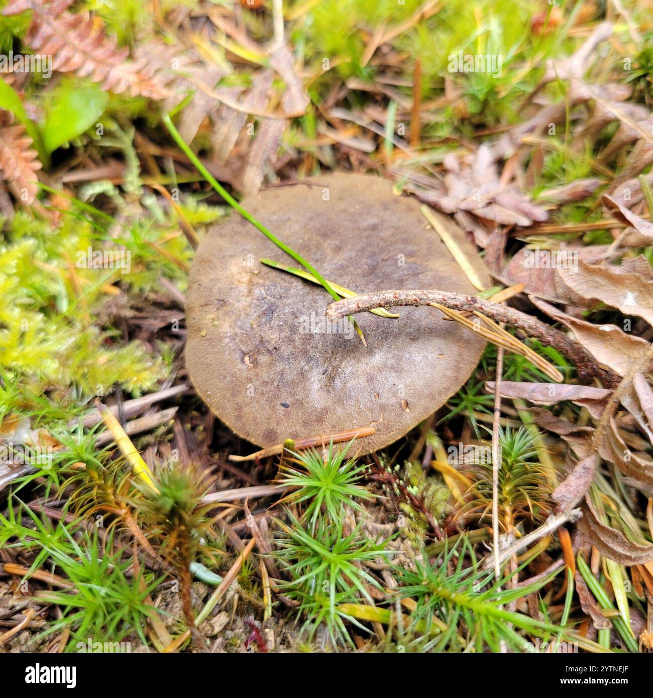 Western Gilled Bolete (Phylloporus arenicola Stock Photo - Alamy